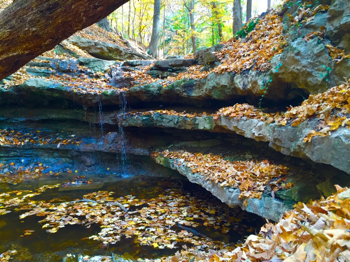 The Nature Institute – Illinois – Planned Spontaneity