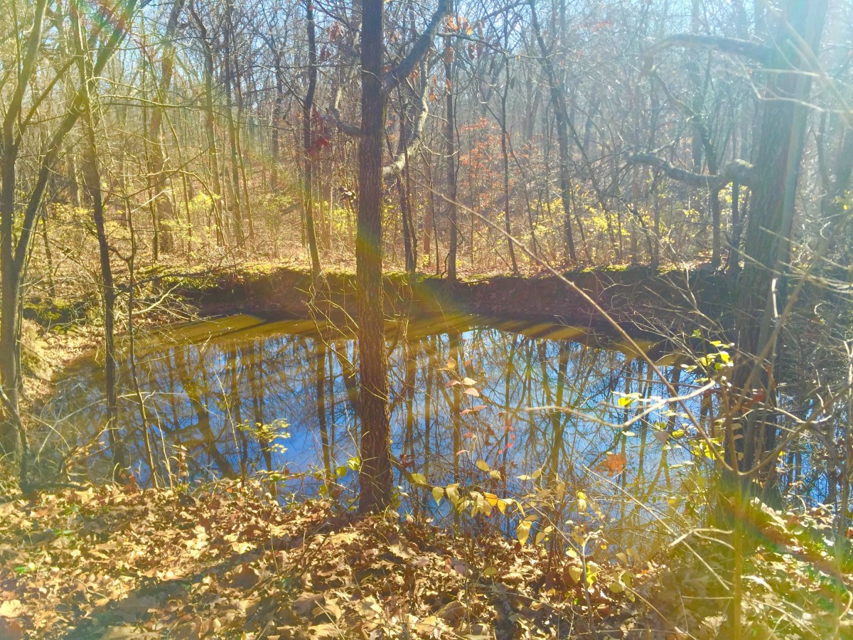 Stemler Cave Woods Nature Preserve – Illinois – Planned Spontaneity