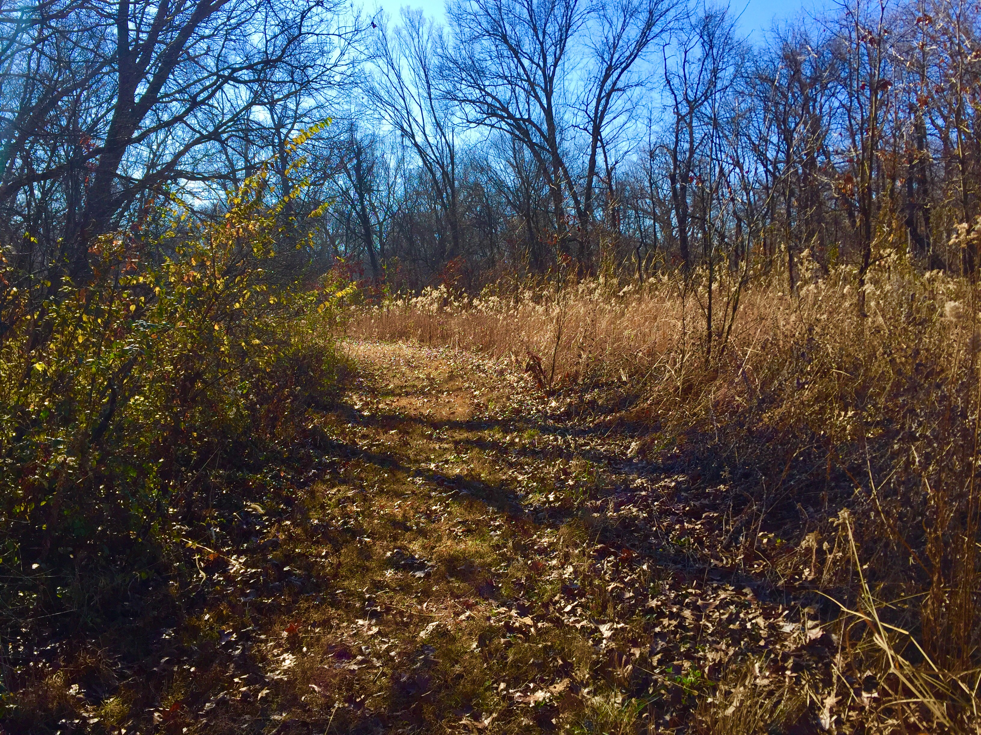 Stemler Cave Woods Nature Preserve – Illinois – Planned Spontaneity