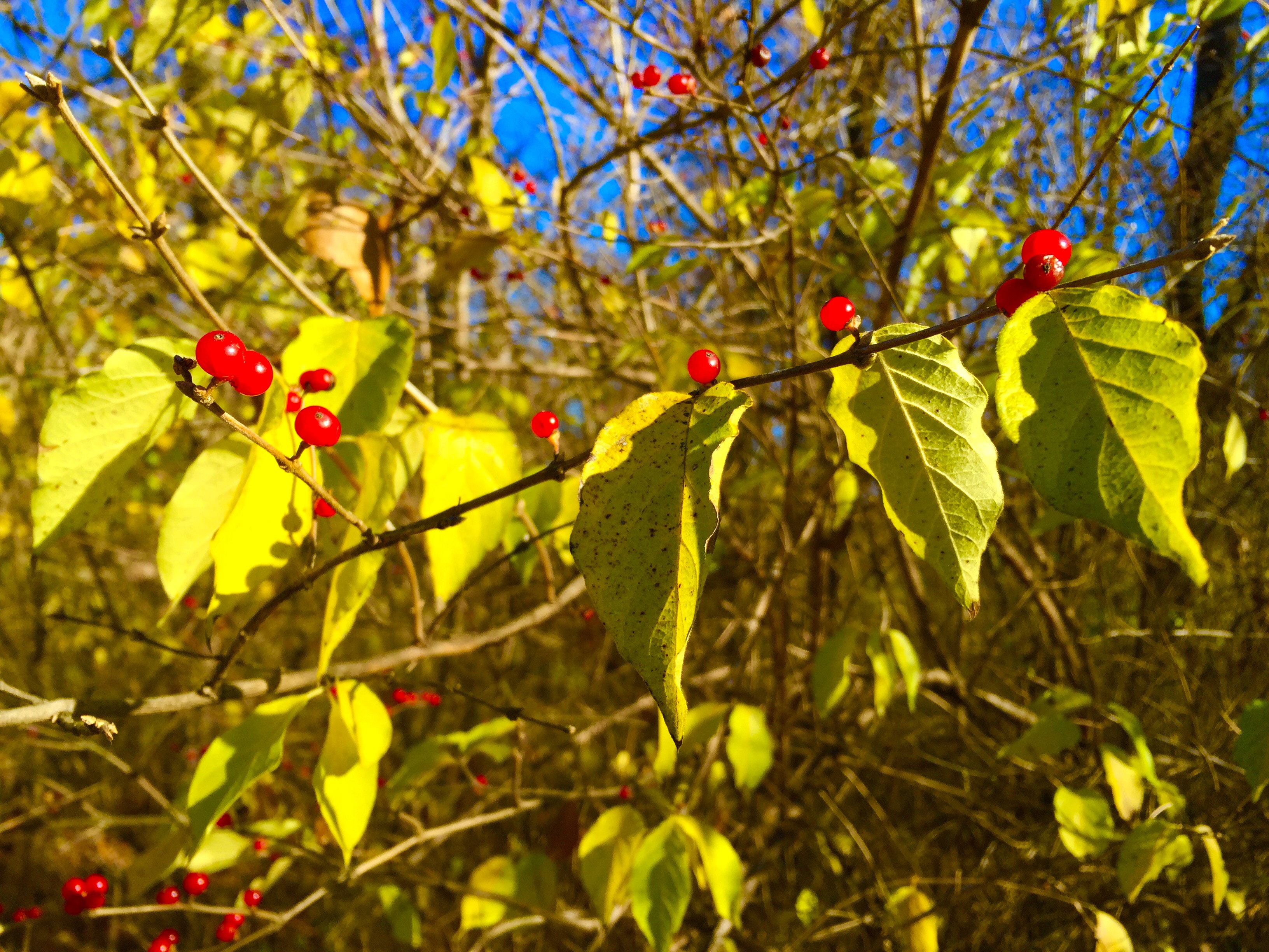 Stemler Cave Woods Nature Preserve – Illinois – Planned Spontaneity
