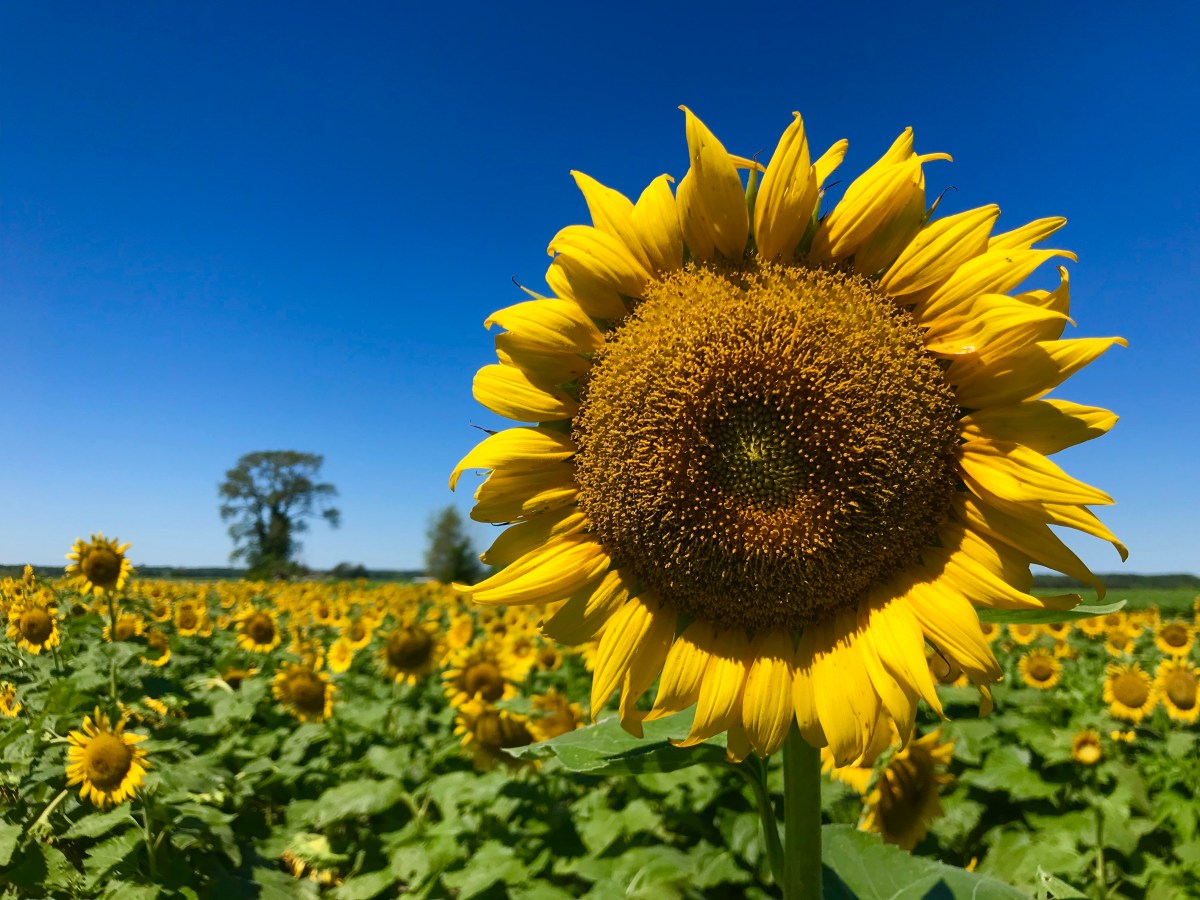Columbia Bottom Conservation Area – Missouri – Planned Spontaneity