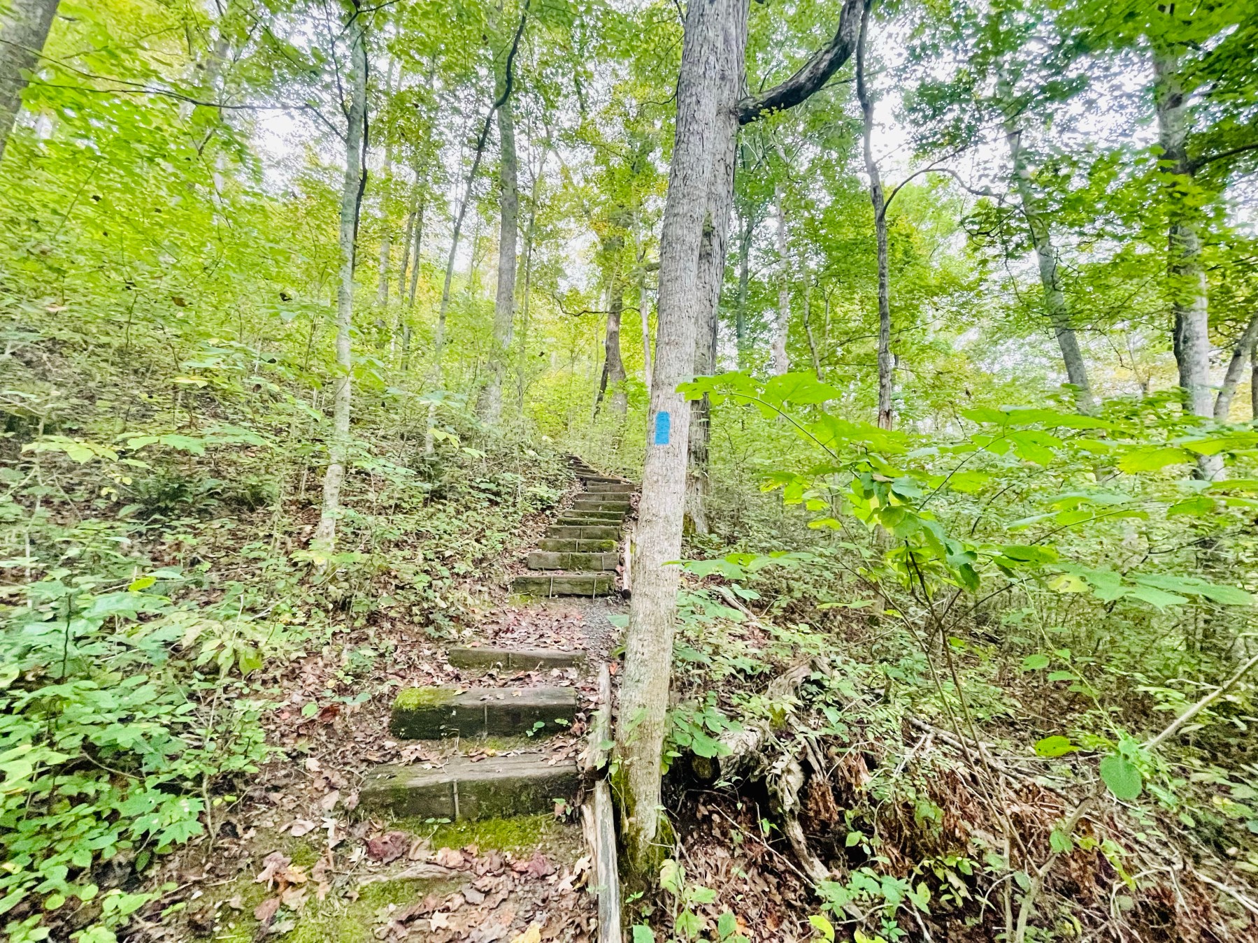 Saunders Springs Nature Preserve – Kentucky – Planned Spontaneity