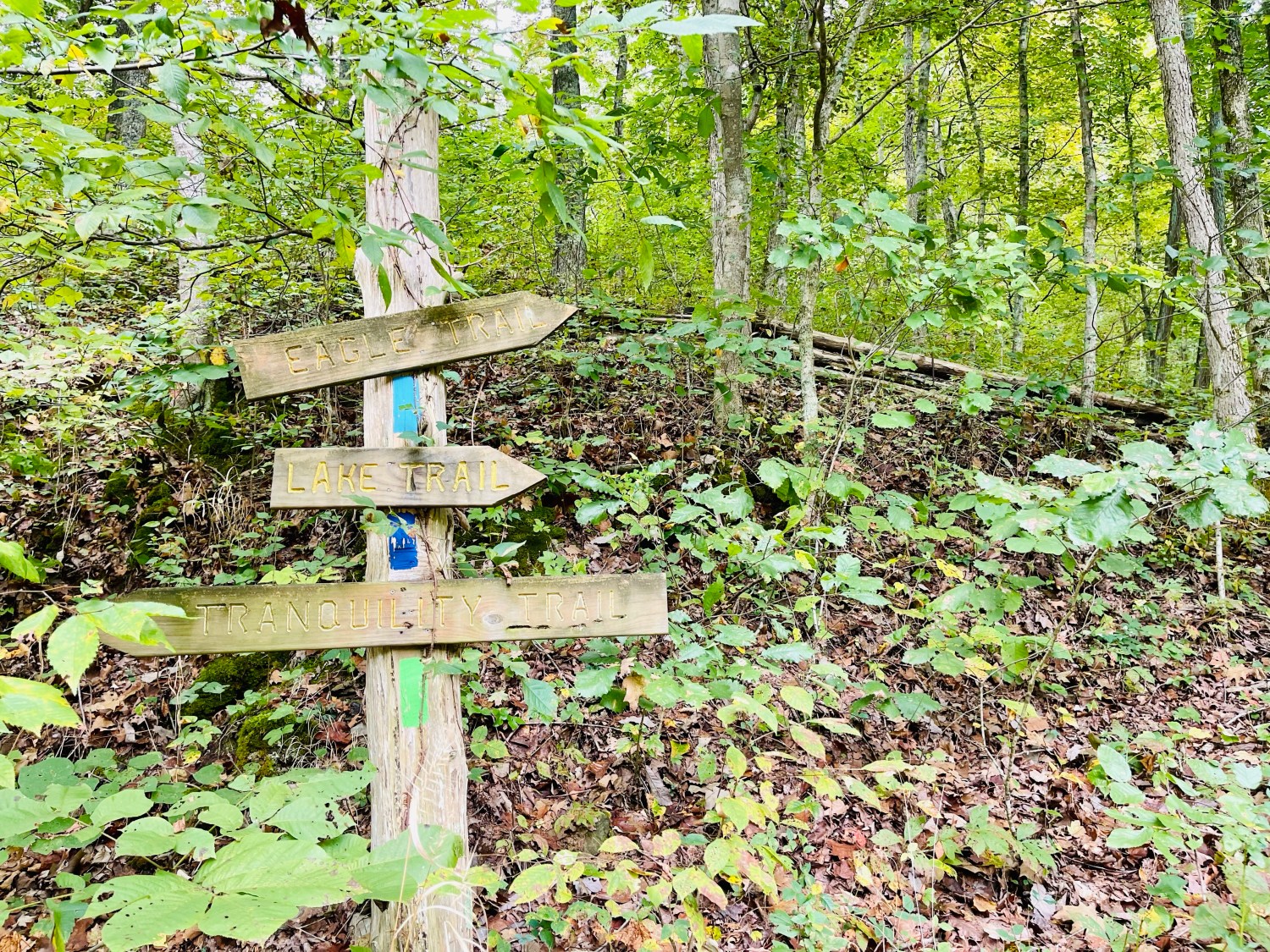Saunders Springs Nature Preserve – Kentucky – Planned Spontaneity