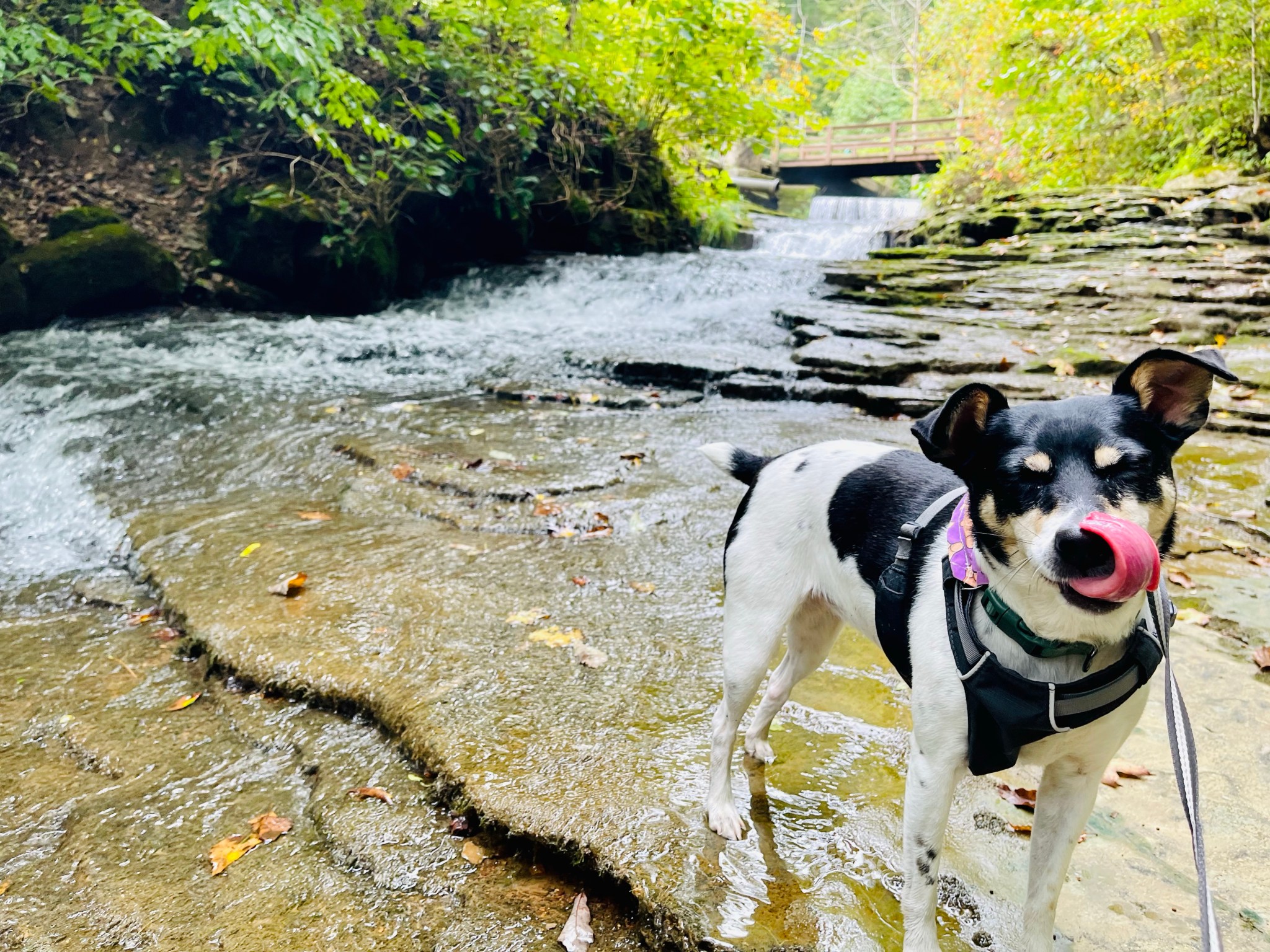 Saunders Springs Nature Preserve – Kentucky – Planned Spontaneity