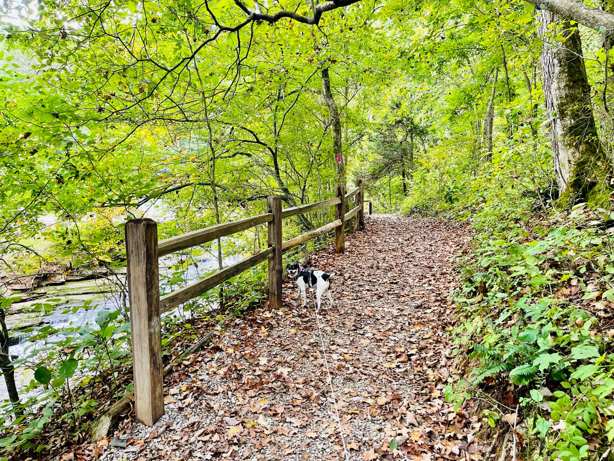 Saunders Springs Nature Preserve – Kentucky – Planned Spontaneity