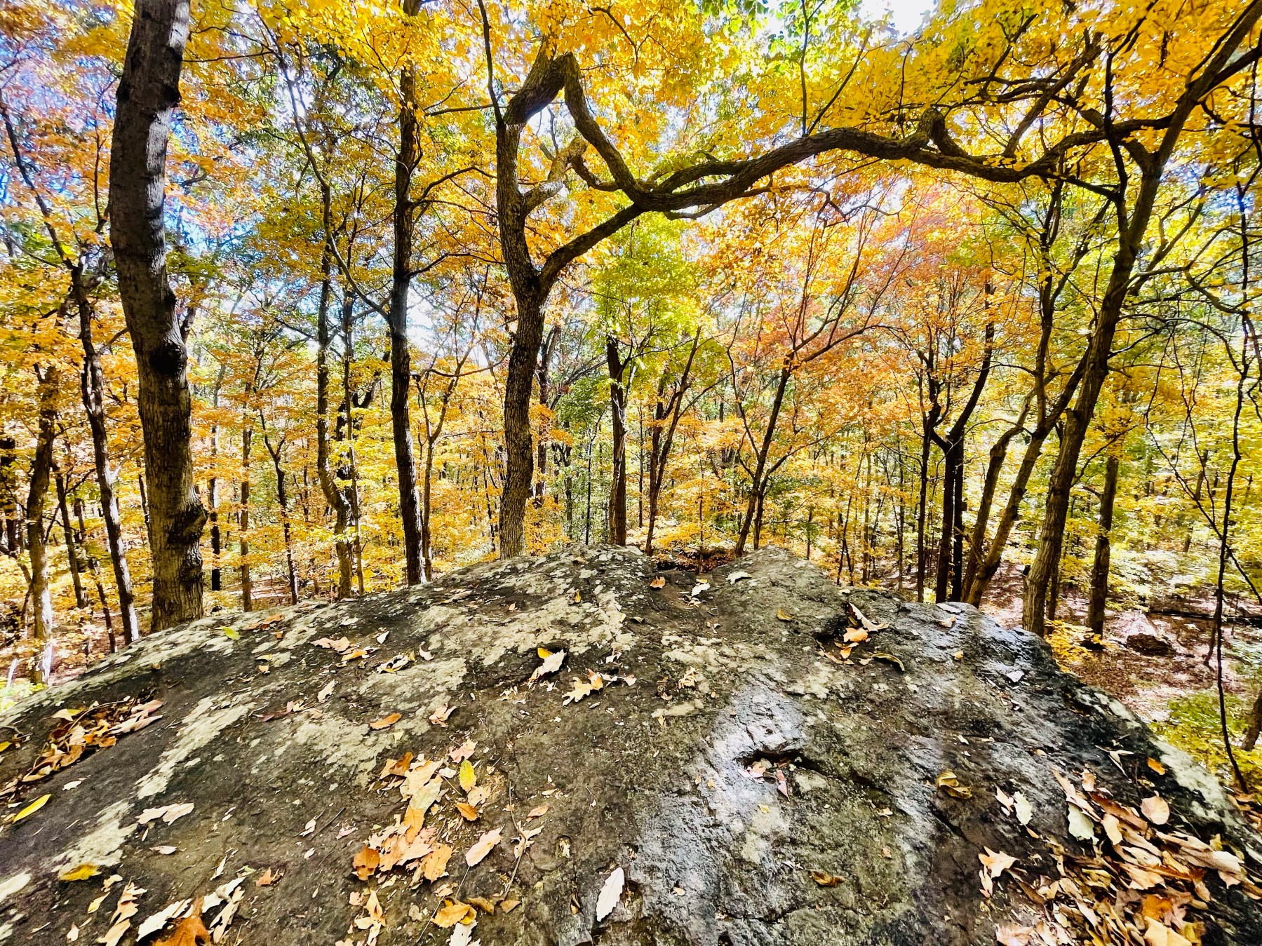 Millstone Bluff Archaeological Area – Illinois – Planned Spontaneity
